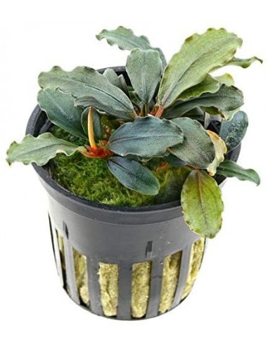 Bucephalandra Maia 7,00
