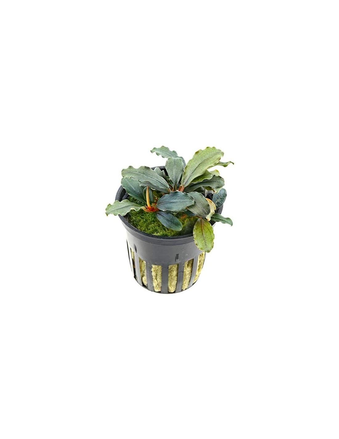 🌿 Bucephalandra – Plante aquatique rare et facile d’entretien