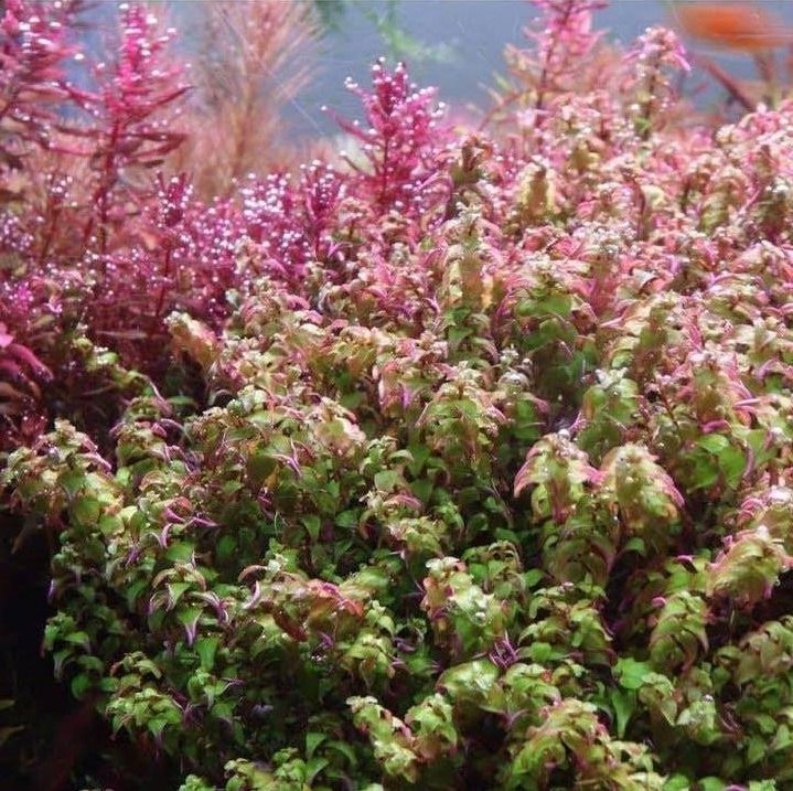 Rotala sp.'Pearl' 3,50
