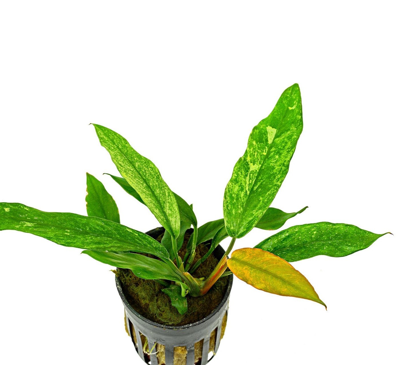 Anubias minima variegata 4,85