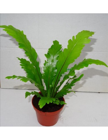 Asplenium Nidus Campio 4,99
