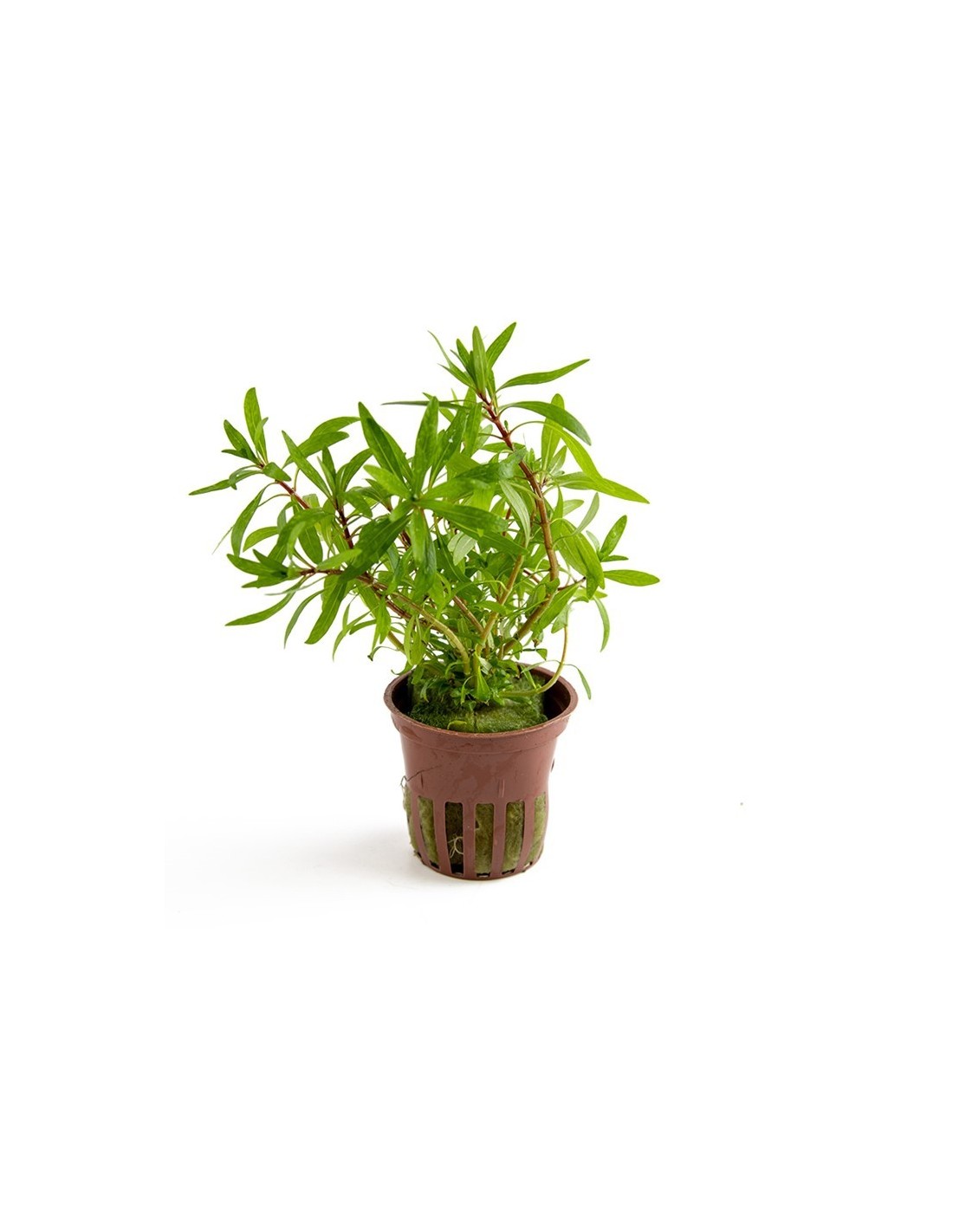 Ludwigia Inclinata Cuba Tropica 7 00 Tropica