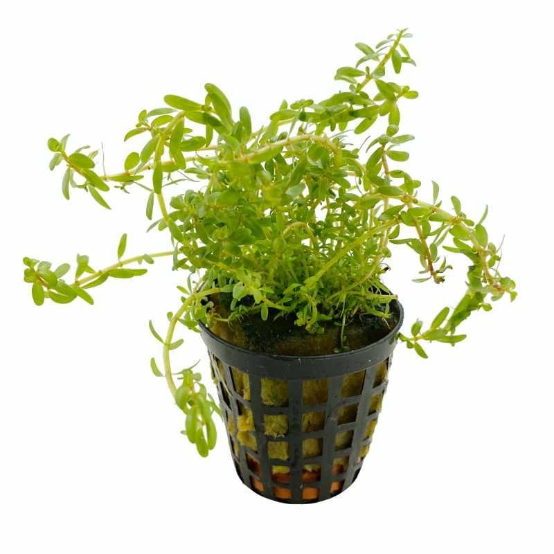 Rotala Rotundifolia sp. Wayanad 3,75