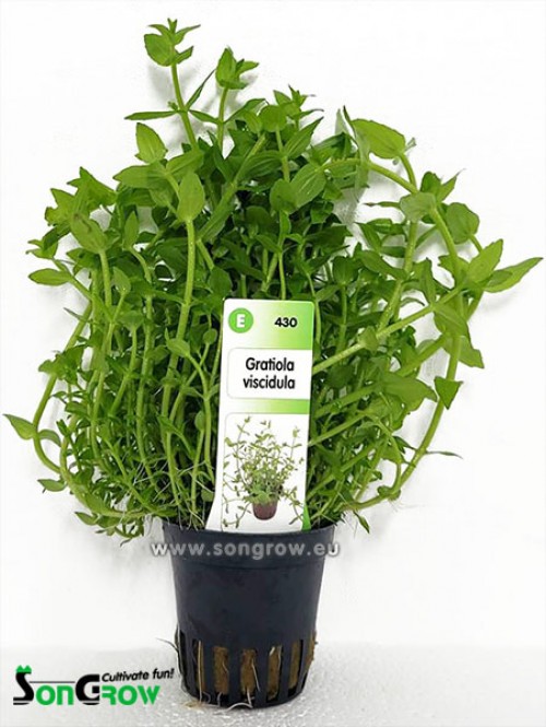 Gratiola viscidula xl 12,00