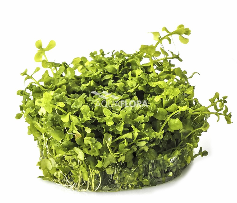 Micranthemum sp. 'Montecarlo' - In Vitro Cup 5,75