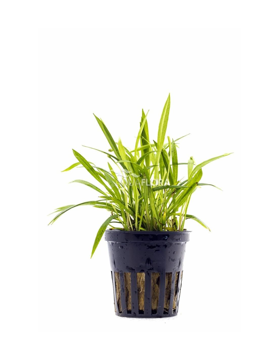 Helanthium Tenellum
